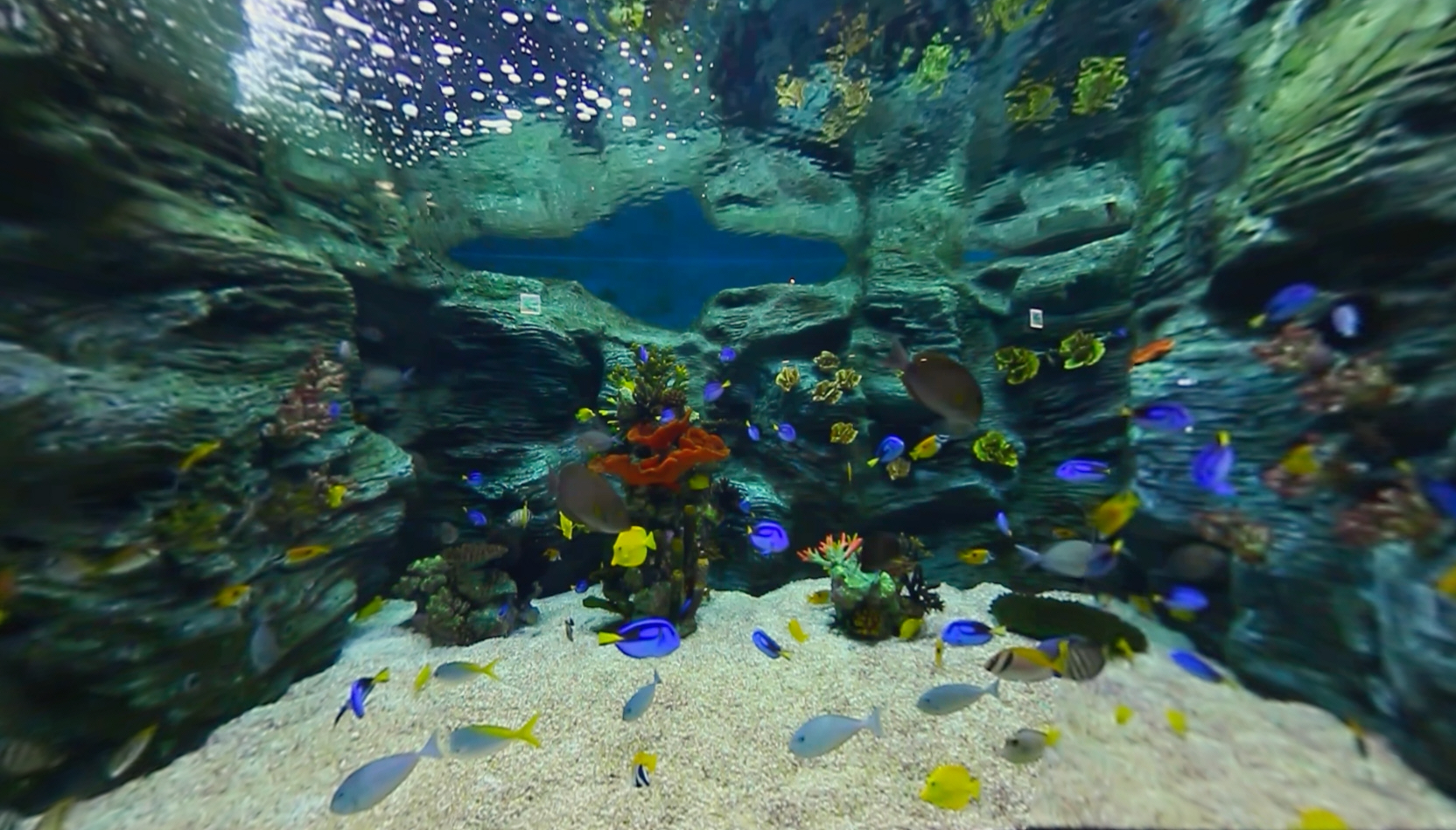 MBC, 세계 최초 'VR여행 - 블루월드’ 공개! "바다 속에 있는 느낌이야!"